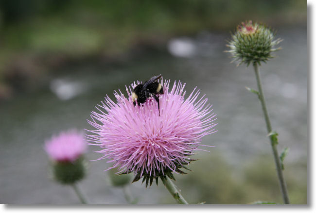 Hite Cove Wildflowers: California Thistle
