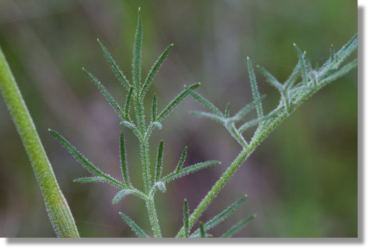 Bladder Parsnip (Lomatium utriculatum) Leaves