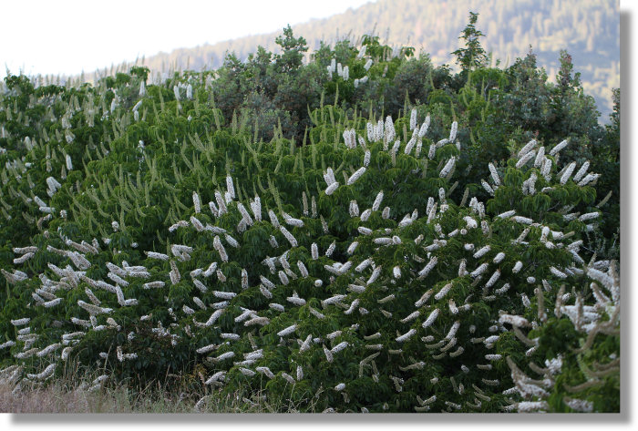 California Buckeye (Aesculus californica) Bushes