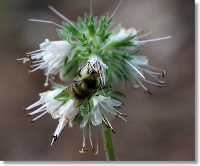 Yosemite Wildflowers: California Waterleaf (Hydrophyllum occidentale)