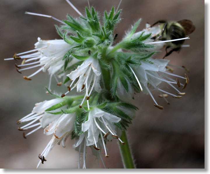 California Waterleaf (Hydrophyllum occidentale) Flower Cluster