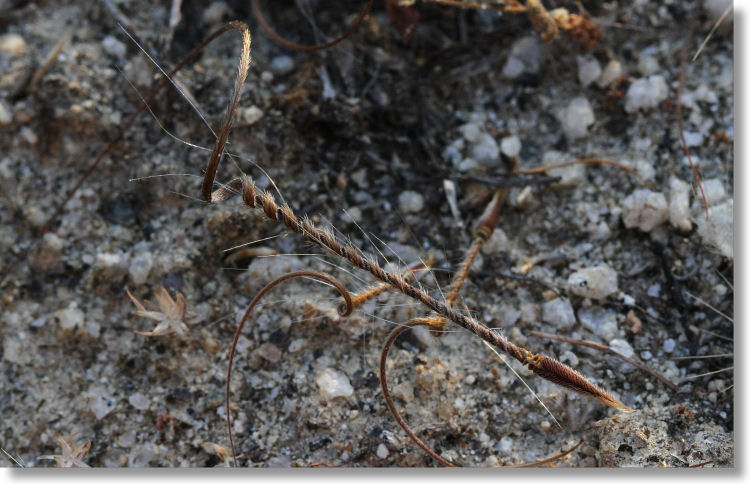 Yosemite Wildflowers: Long-Beaked Filaree (Erodium botrys) Fruit