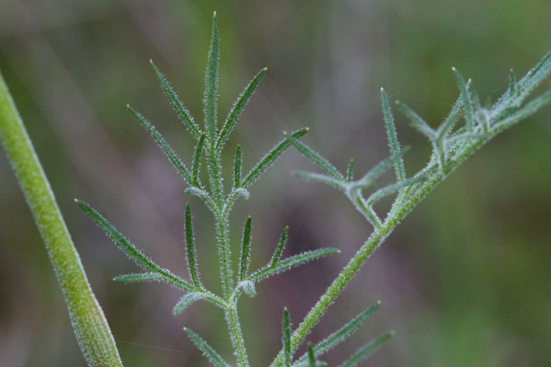 Bladder Parsnip (Lomatium utriculatum) Leaves