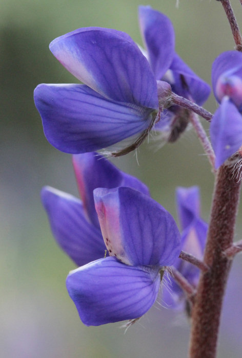 Yosemite Wildflower: Spider Lupine (Lupinus benthamii)