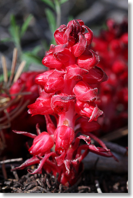 Snow Plant Blooming in the Sun