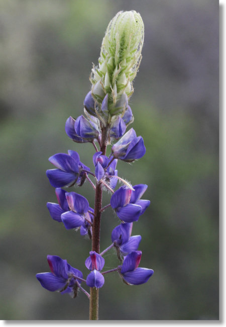 Yosemite Wildflower: Spider Lupine (Lupinus benthamii)