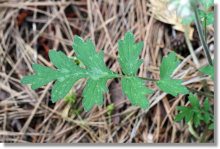 Yosemite Wildflowers: California Waterleaf (Hydrophyllum occidentale)