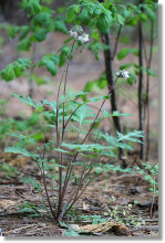Yosemite Wildflowers: California Waterleaf (Hydrophyllum occidentale)