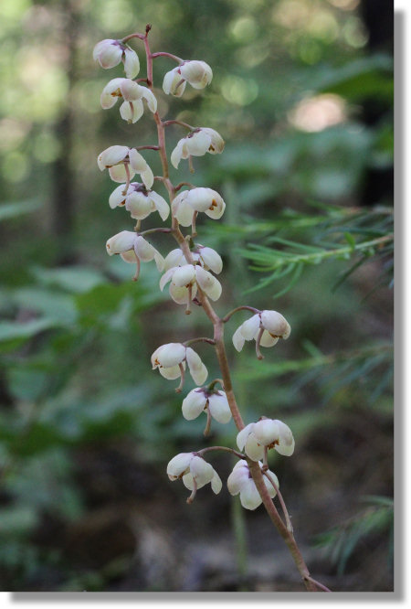 White-Veined Wintergreen (Pyrola picta) Plant