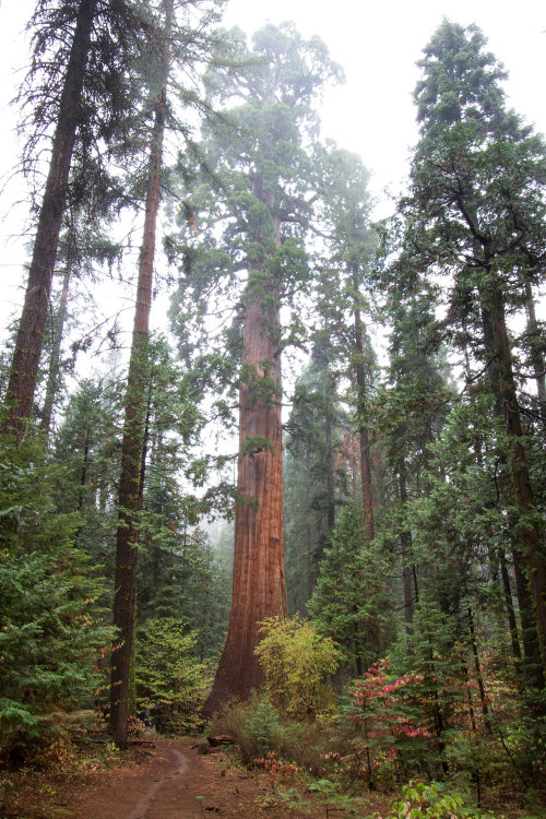 Nelder Grove of Giant Sequoias (Shadow of the Giants and Other Trails)